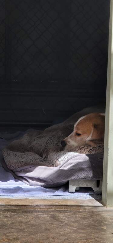 Dog Boarding - Country Kennels